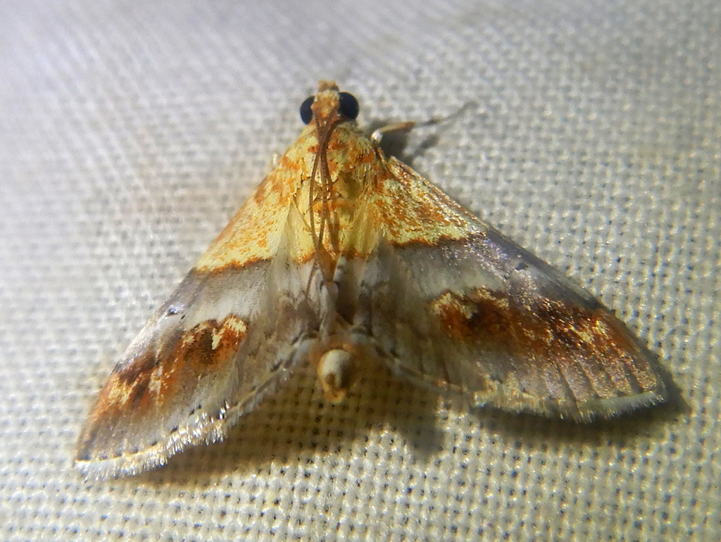 Tetracona amathealis from Cambridge Gulf WA 6743, Australia on July 25 ...