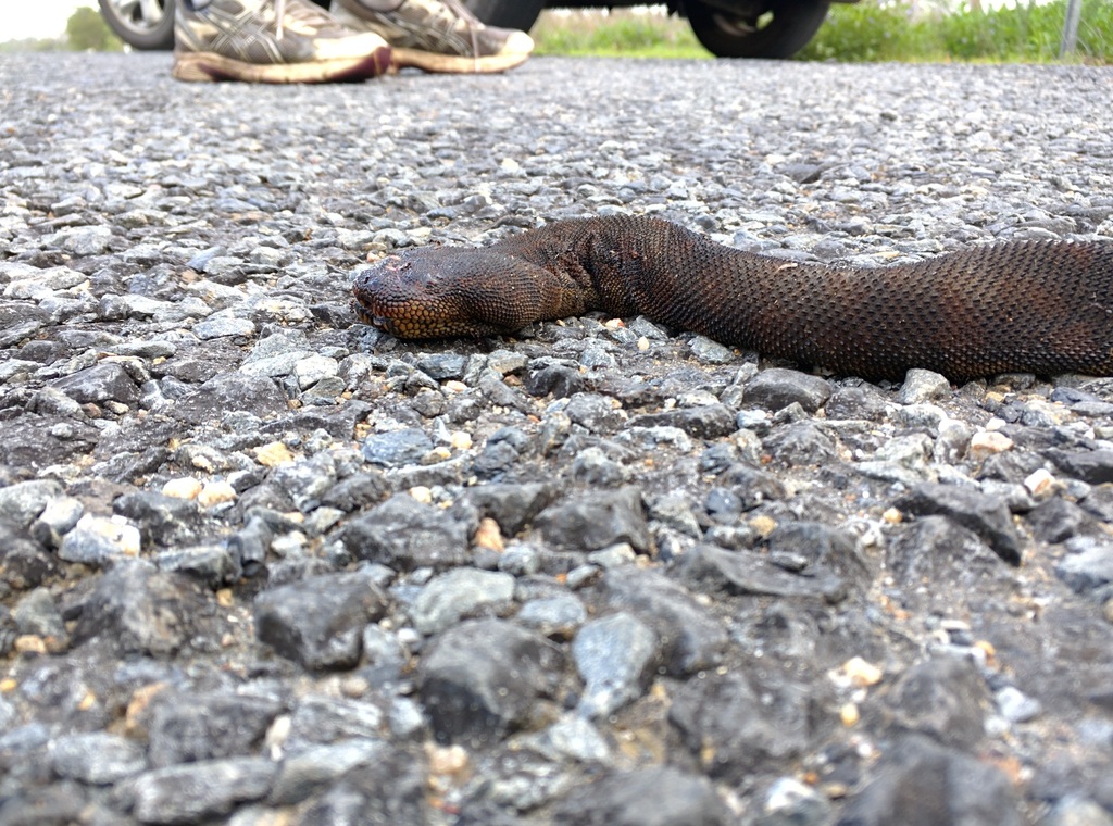 Arafura File Snake from Biboohra QLD 4880, Australia on January 9, 2016 ...