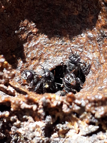 Partamona combinata · iNaturalist