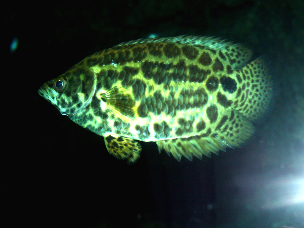Leopard Bush Fish (Ctenopoma acutirostre) - Marine Life Identification