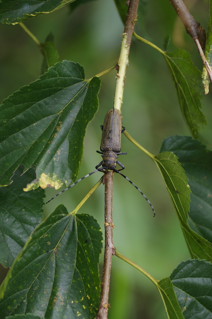 Apriona rugicollis from Nishigata, Niimi, Okayama 718-0017, Japon on ...