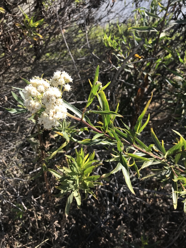 mule fat from Riparian View, Irvine, CA, US on August 01, 2020 at 09:34 ...