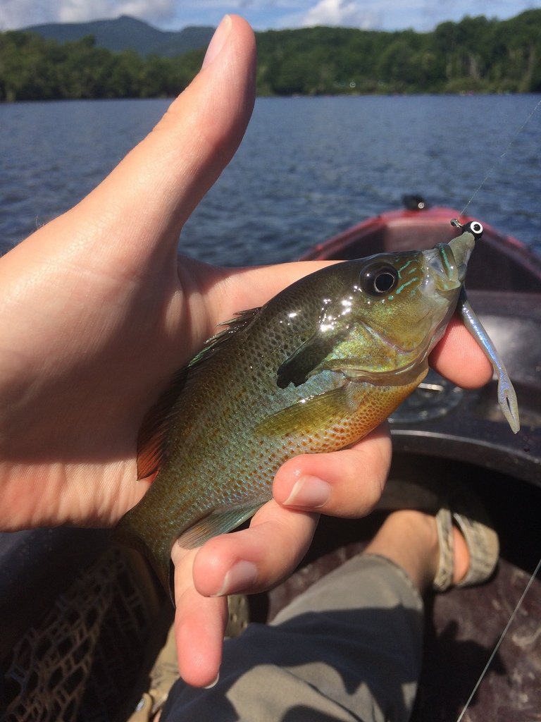 Redbreast Sunfish from Price Lake, Blowing Rock, NC, US on August 1 ...