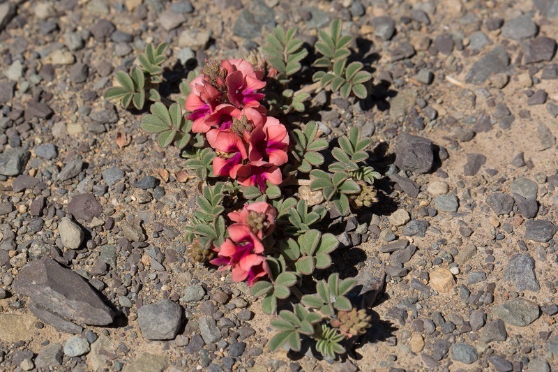 Springbuck Indigo from .Off 6970, N1, Beaufort West, 6970, South Africa ...