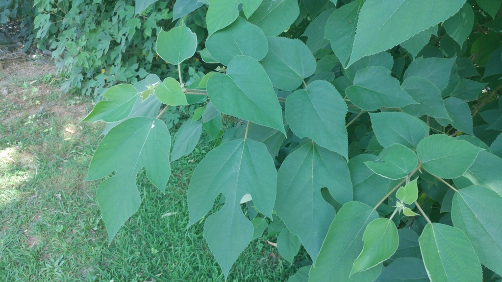 Paper mulberry from James River Heritage Trail Lynchburg, VA 24504 on ...