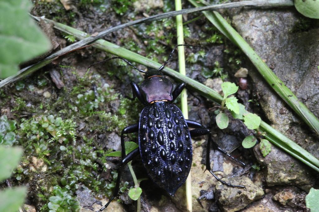 Carabus pustulifer from Pengzhou, Chengdu, Sichuan, China on June 9 ...