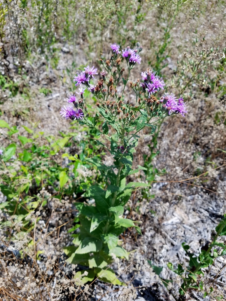 Western Ironweed from Cedar Hill, TX, USA on June 28, 2017 at 02:42 PM ...