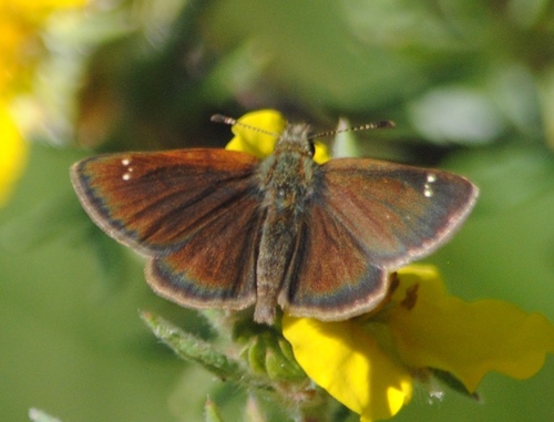 Russet Skipperling (Denver-Boulder Metro Area: Butterflies and Moths ...