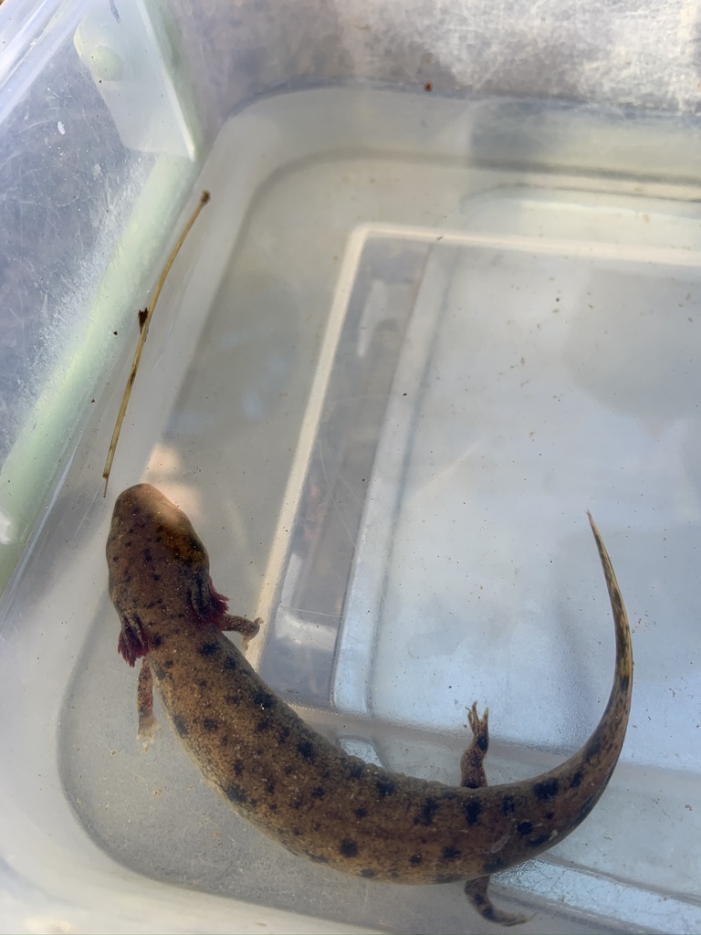 Neuse River Waterdog in January 2020 by elliebaker91 · iNaturalist