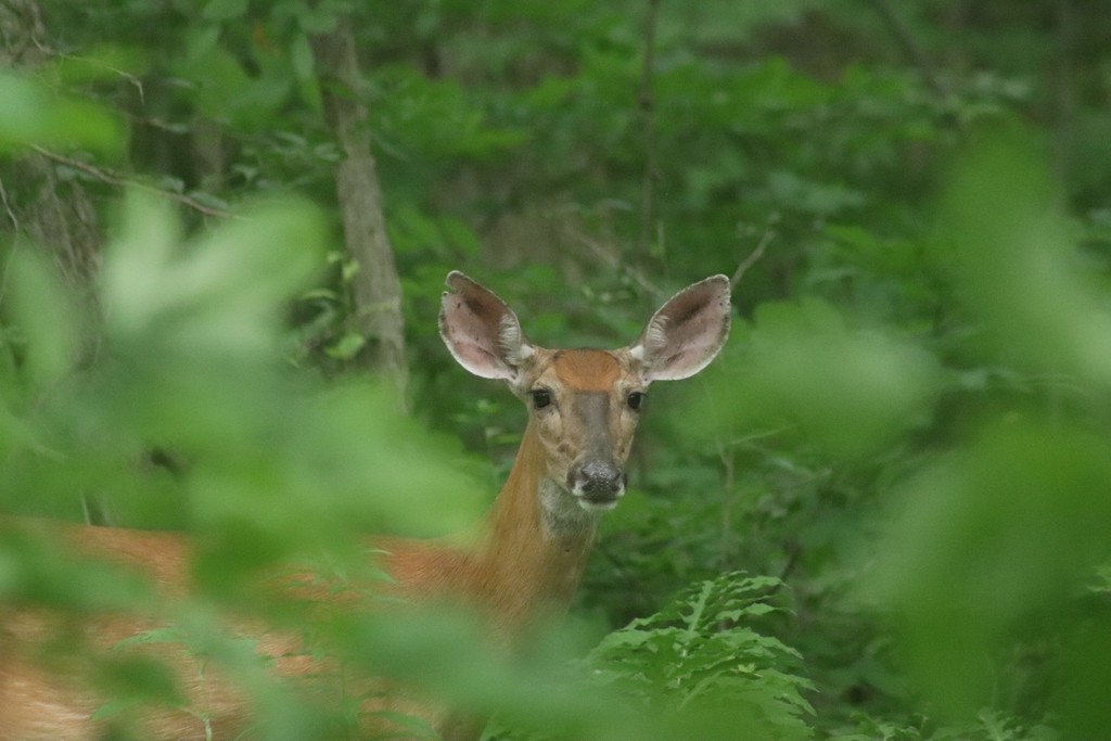 White-tailed Deer from Windsor Meadows State Park, Hartford ...