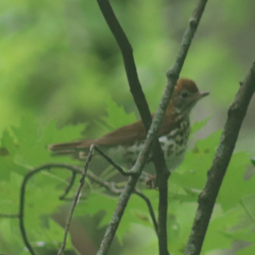 Wood Thrush from Windsor, CT, USA on July 11, 2020 at 11:53 AM by Mark ...