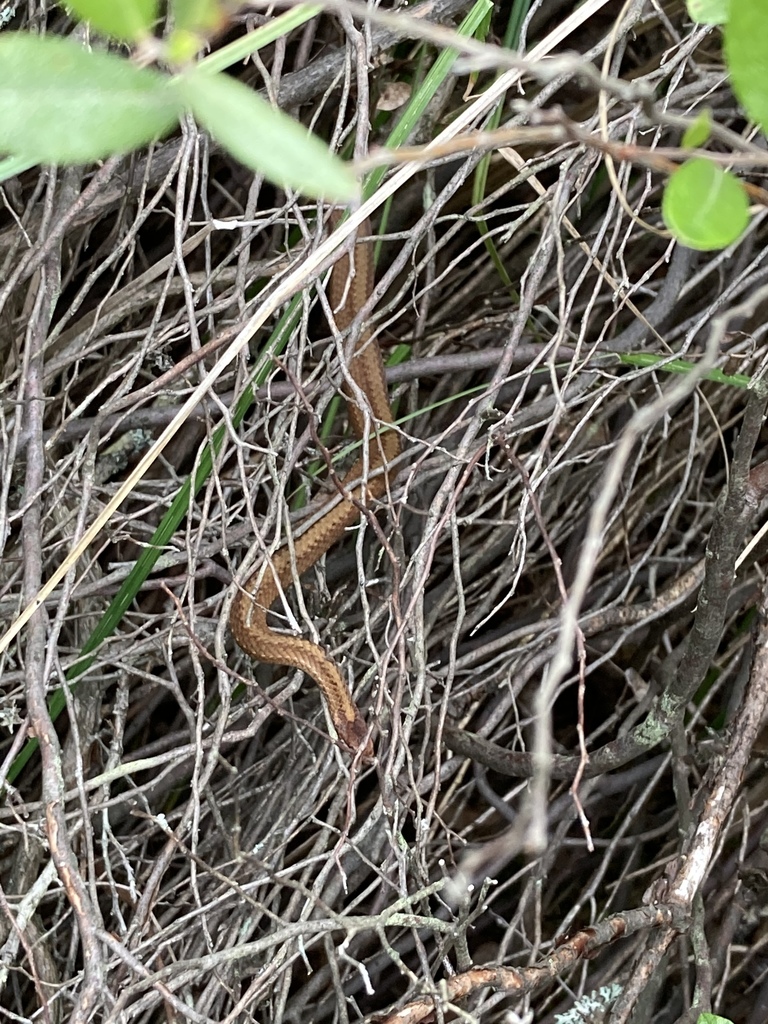 American Brown Snakes from Black Moshannon State Park, Philipsburg, PA ...