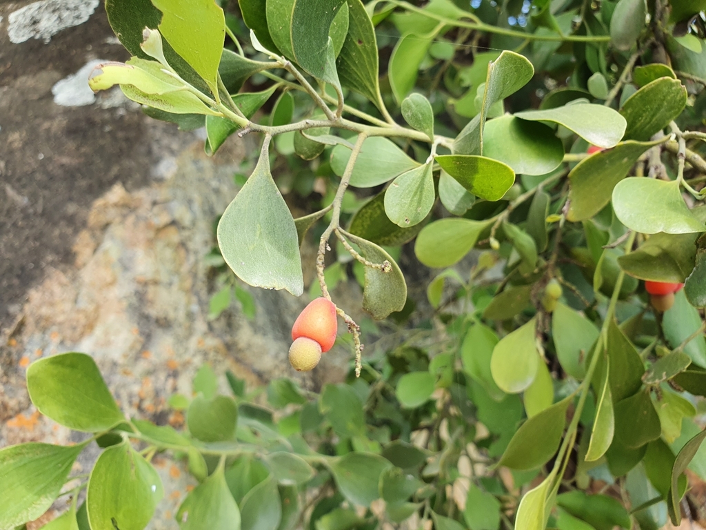 Broad Leaved Native Cherry from Unnamed Road, Pallarenda QLD 4810 ...