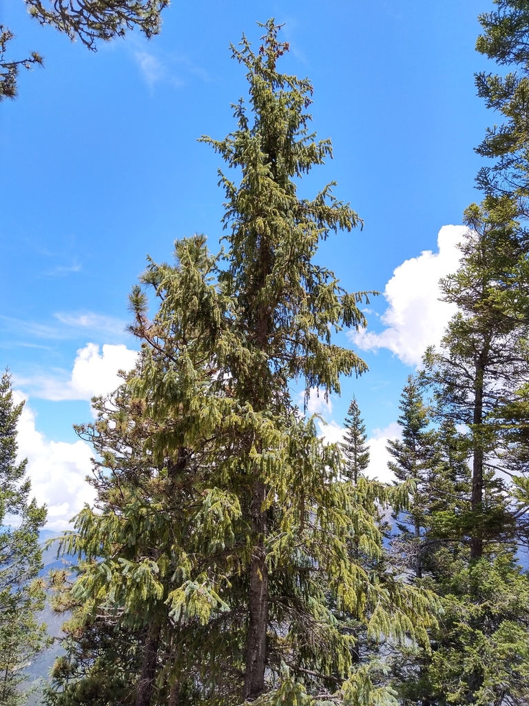 Mexican Spruce from Arteaga, Coah., México on July 31, 2020 at 01:03 PM ...