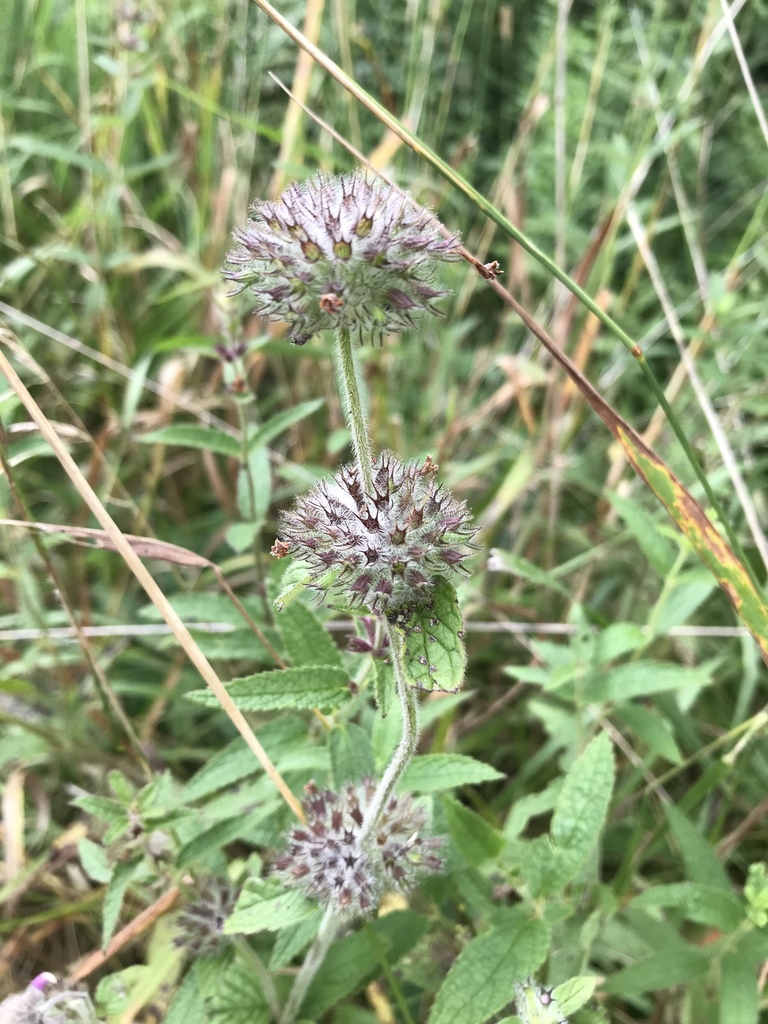Wild Basil from Morton Arboretum, Downers Grove, IL, US on August 1 ...
