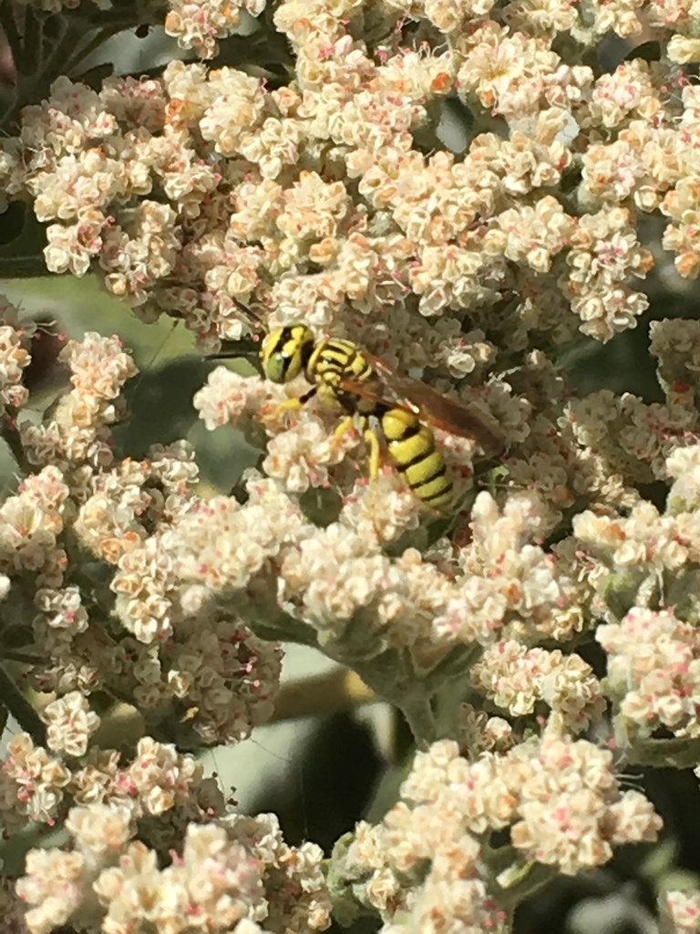 Beewolves from Lyons Valley Rd, Jamul, CA, US on August 01, 2020 at 02: ...