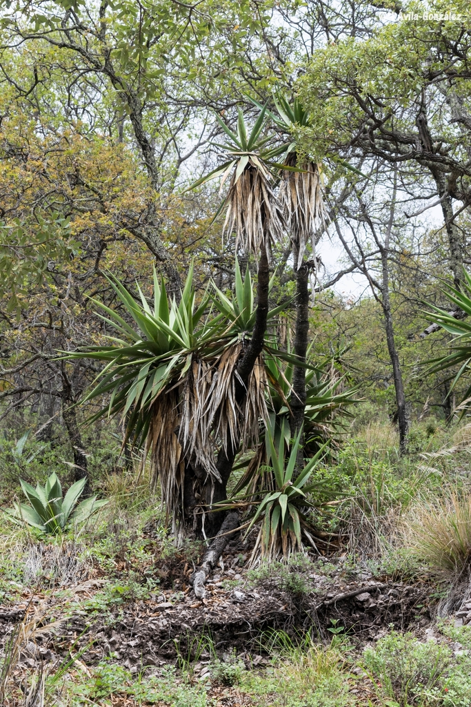 Jalisco yucca in July 2020 by Heriberto Ávila-González · iNaturalist