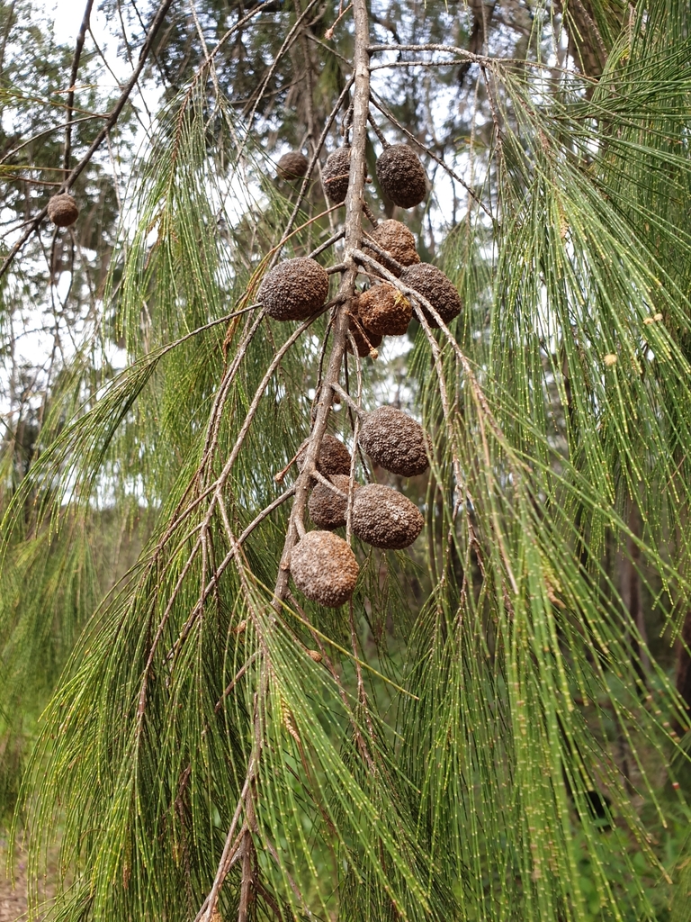 Forest sheoak from Springwood, Blue Mountains on July 28, 2020 at 11:21 ...