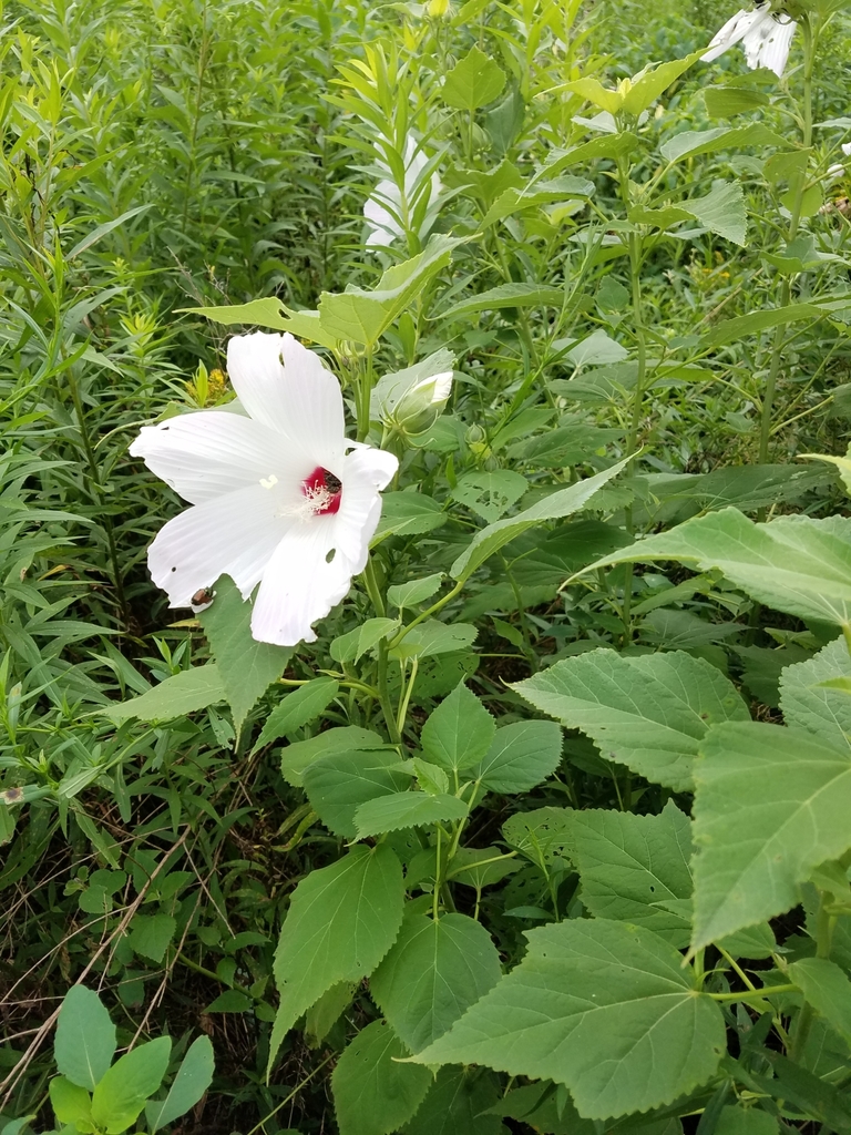 swamp rose mallow from Montgomery Township, PA, USA on August 1, 2020 ...