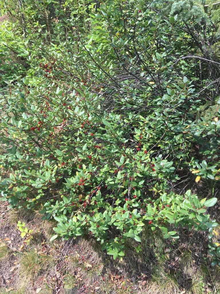 Canadian buffalo-berry from Fish Creek Provincial Park, Calgary, AB, CA ...