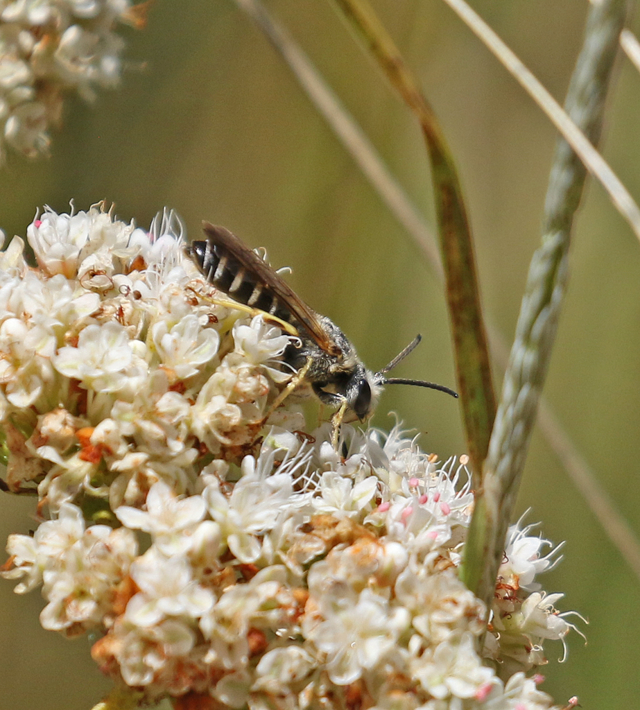 Wide-striped Sweat Bee from Santa Cruz, CA, USA on July 31, 2020 at 12: ...
