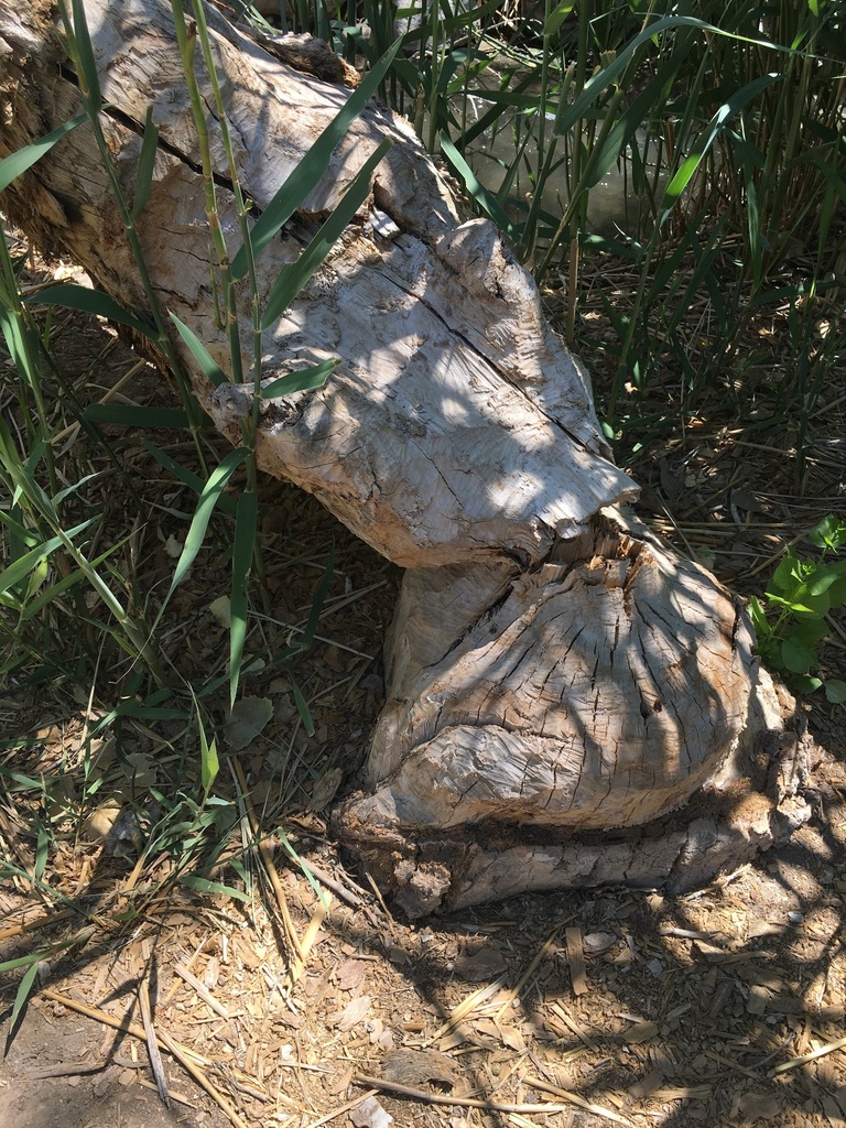 American Beaver from Las Vegas, NV, USA on June 28, 2017 at 11:01 AM by ...