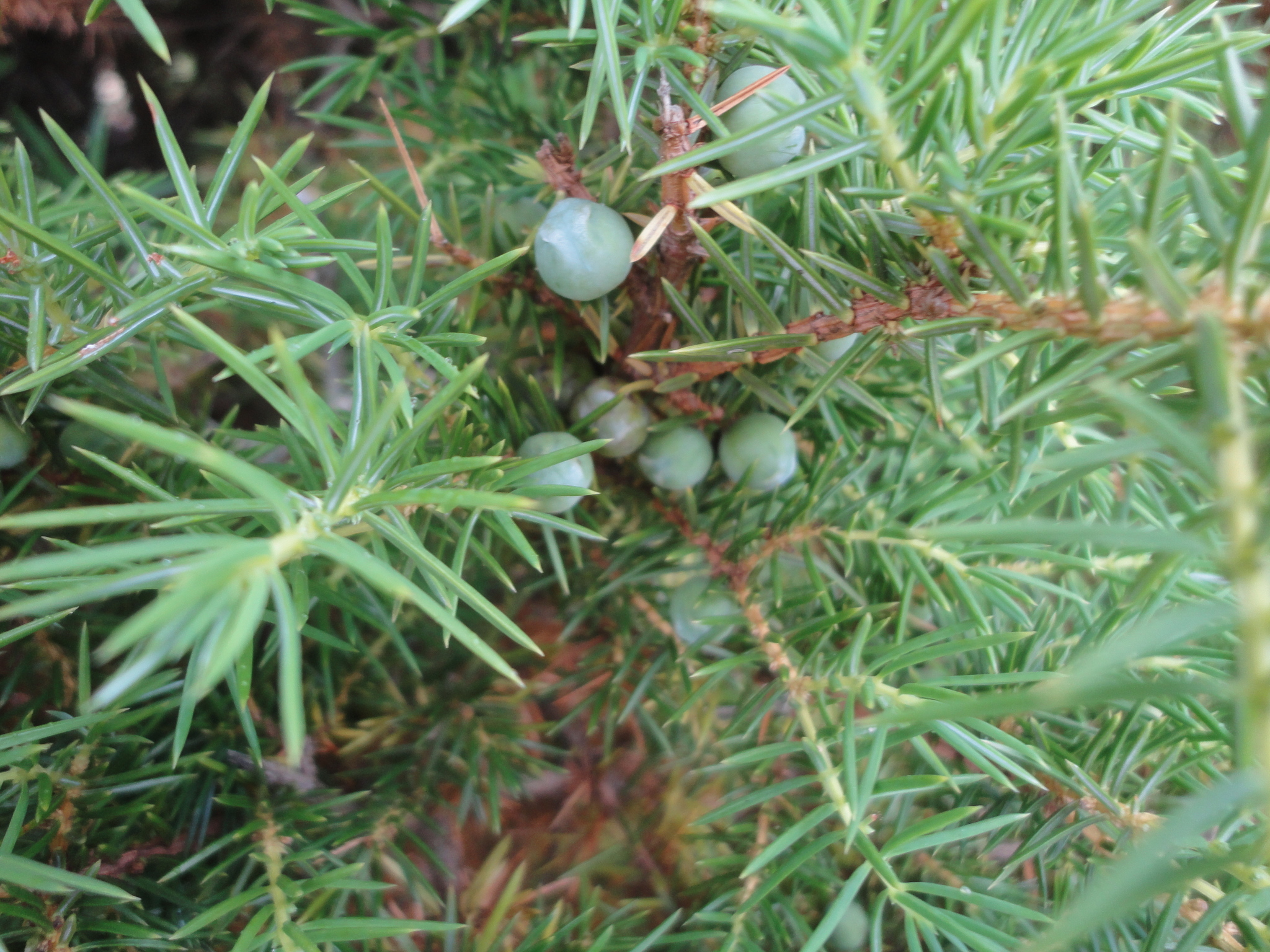 Juniperus rigida Siebold & Zucc.