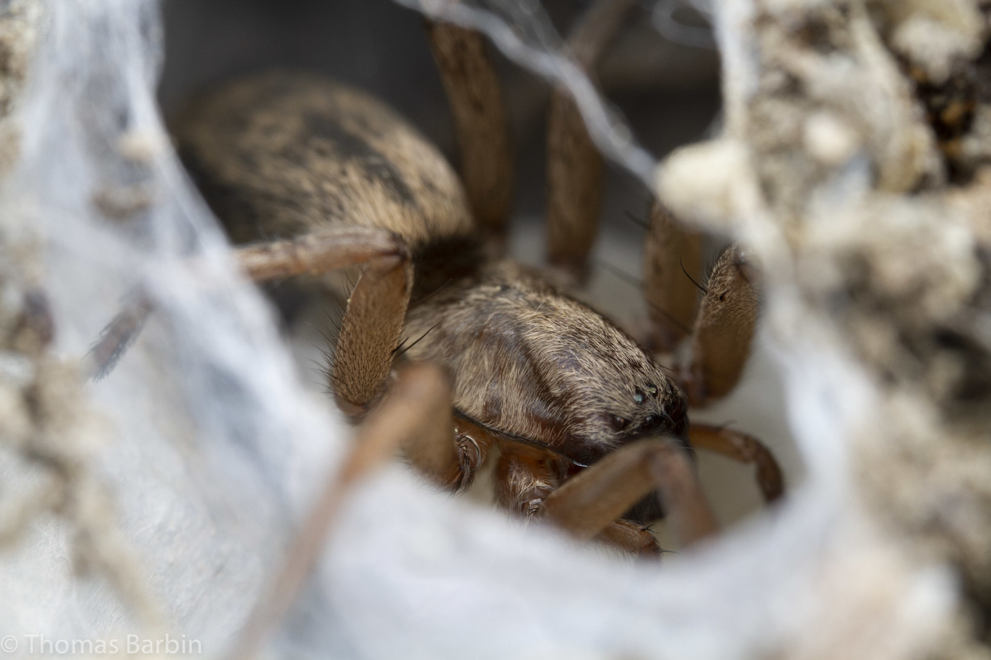 Drassodes neglectus (Keyserling, 1887)