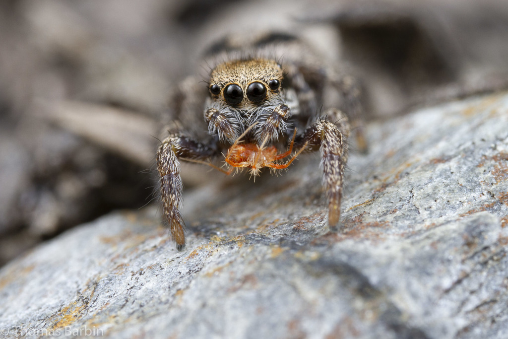Paradise Jumping Spiders from East Kootenay, British Columbia, Canada ...
