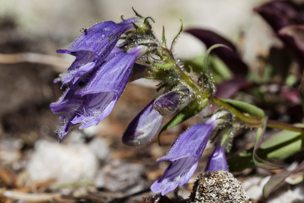 Bleakly's Penstemon in July 2020 by Cecelia Alexander. Penstemon ...