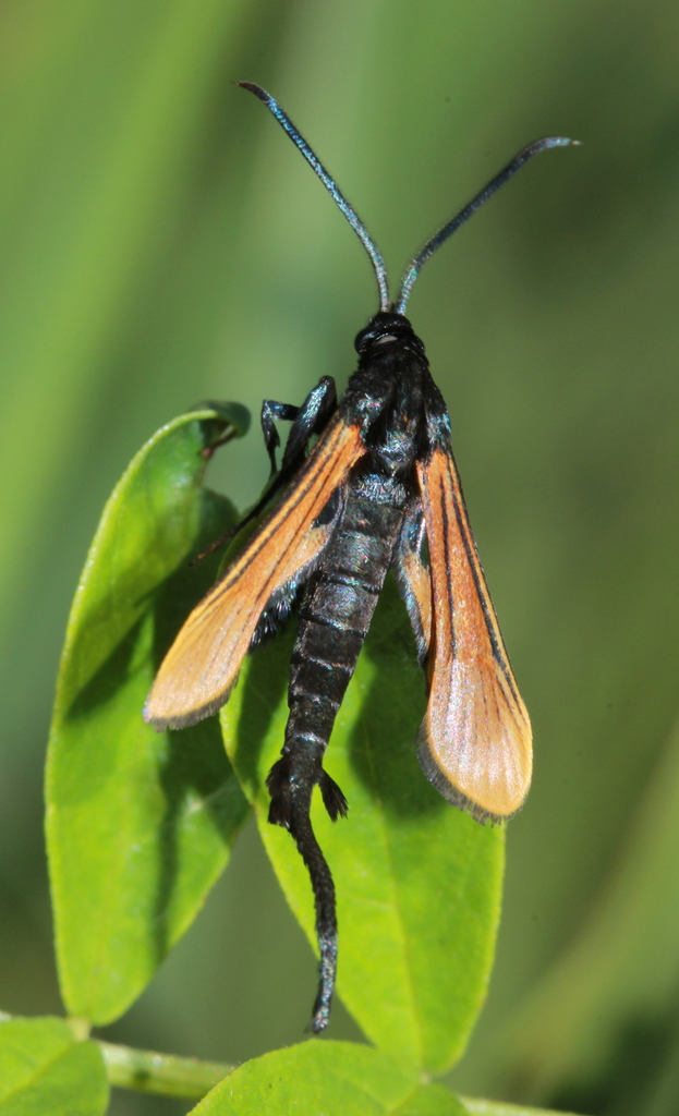 Alcathoe pepsioides from El Paso County, CO, USA on August 1, 2020 at ...