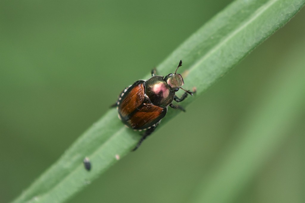 Japanese Beetle from Old University, Guelph, ON N1G, Canada on August 1 ...