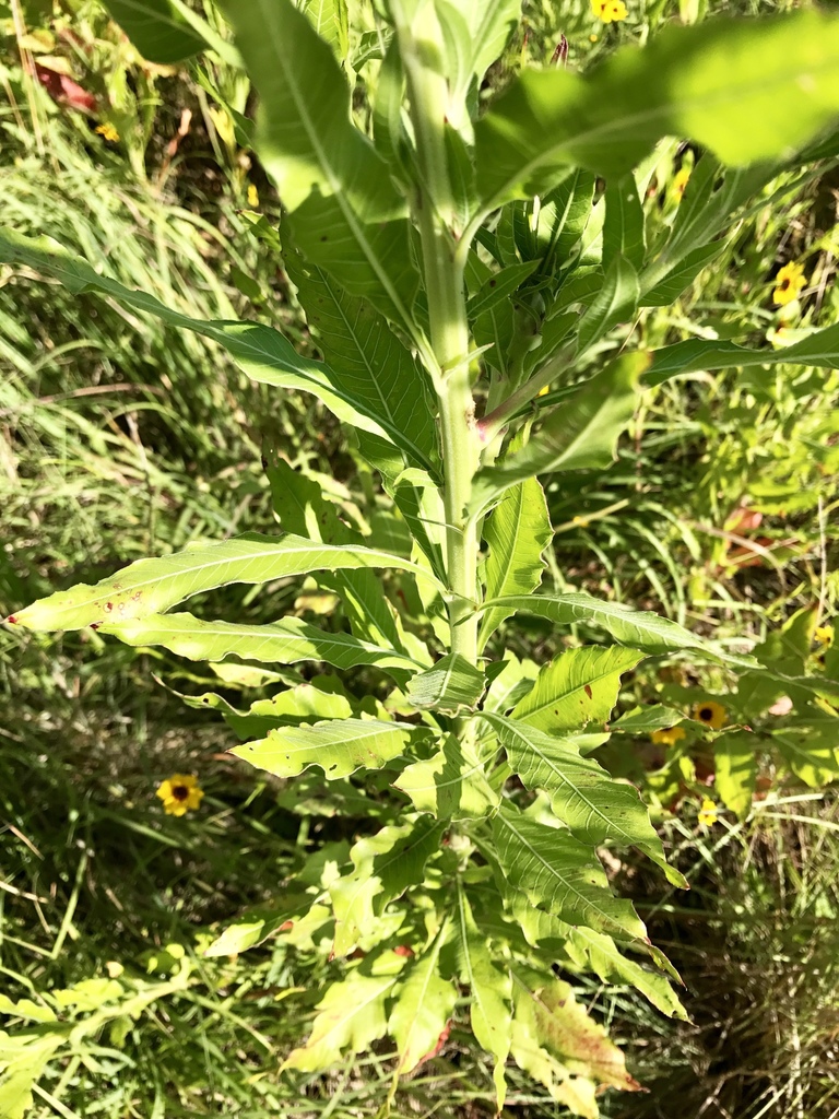Long-flower Gaura (Nash Prairie Plants List) · iNaturalist