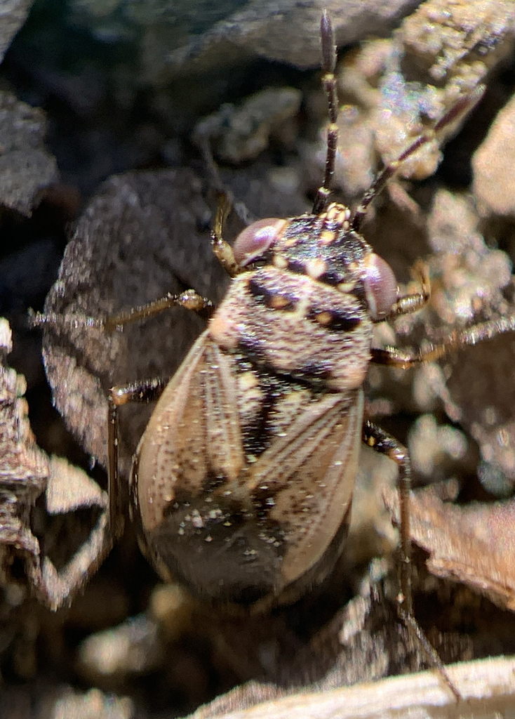 Western Big-eyed Bug from Teton County, WY, USA on July 31, 2020 at 03: ...