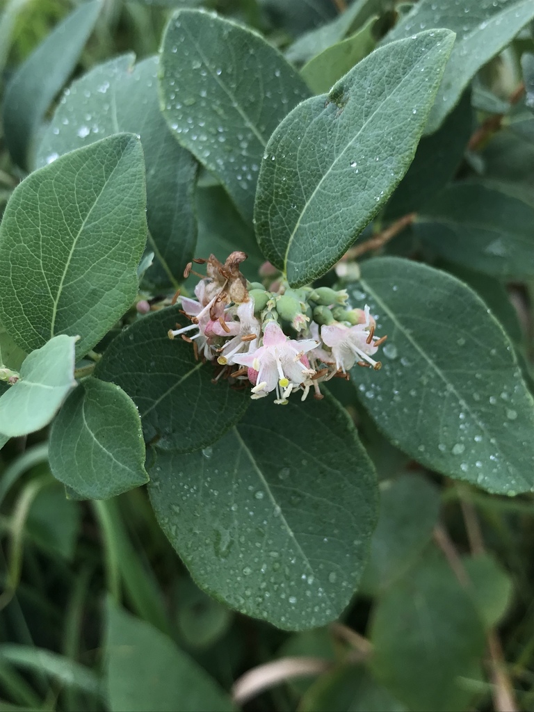 Western Snowberry (Symphoricarpos occidentalis) - Botanical Realm