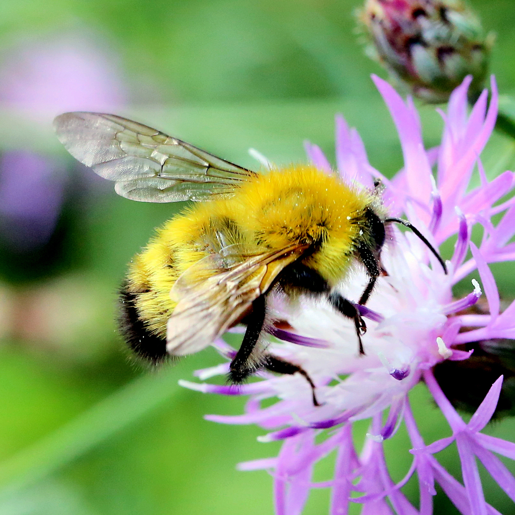 Perplexing Bumble Bee from Shirley, MA, USA on July 25, 2020 at 04:16 ...