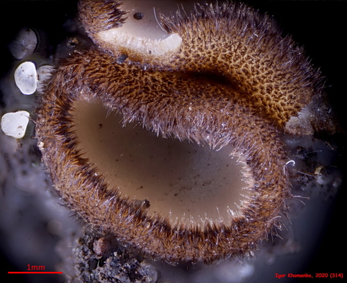 Trichophaea gregaria · iNaturalist
