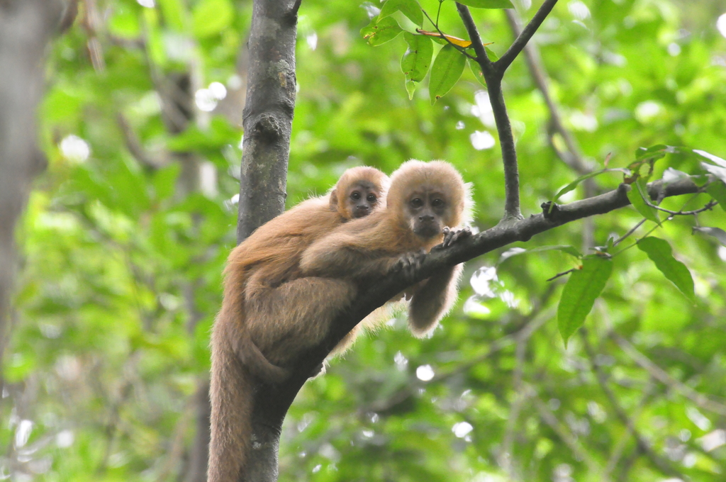 Blonde Capuchin (Sapajus flavius) - Know Your Mammals