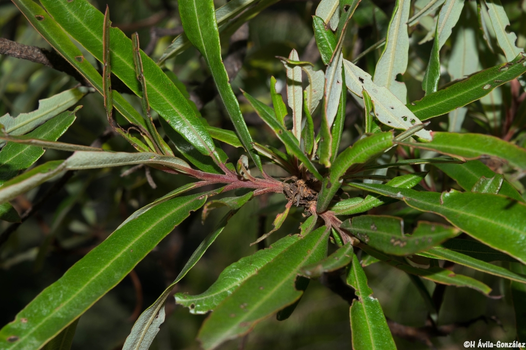 Comarostaphylis glaucescens from Mezquital, MX-DU, MX on July 21, 2020 ...