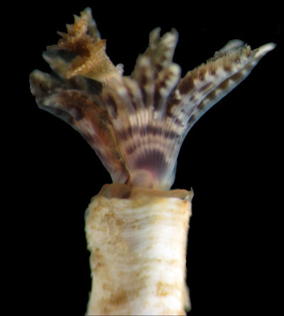 Hydroides (Marine Organisms of Southern New England) · iNaturalist