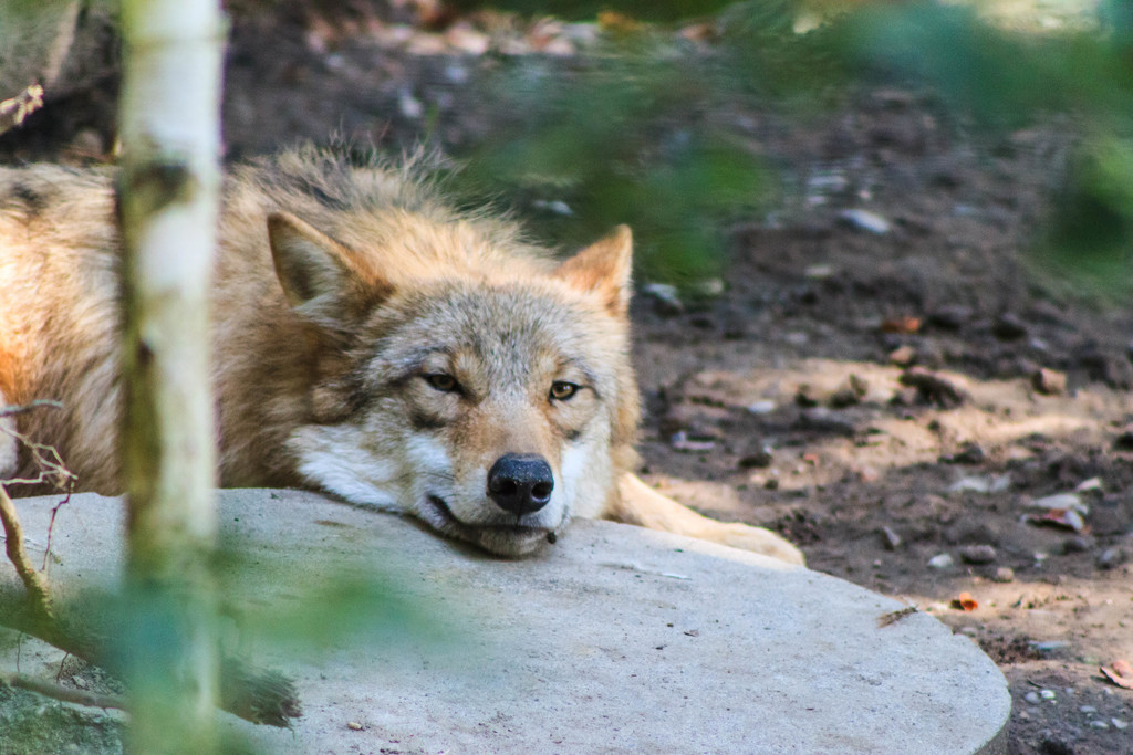 Tibetan Wolf (Canis lupus filchneri) - Know Your Mammals