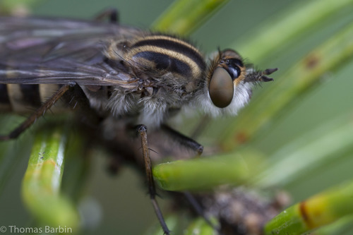 Thereva webbi · iNaturalist