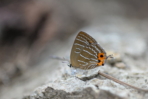 Wagimo signata · iNaturalist