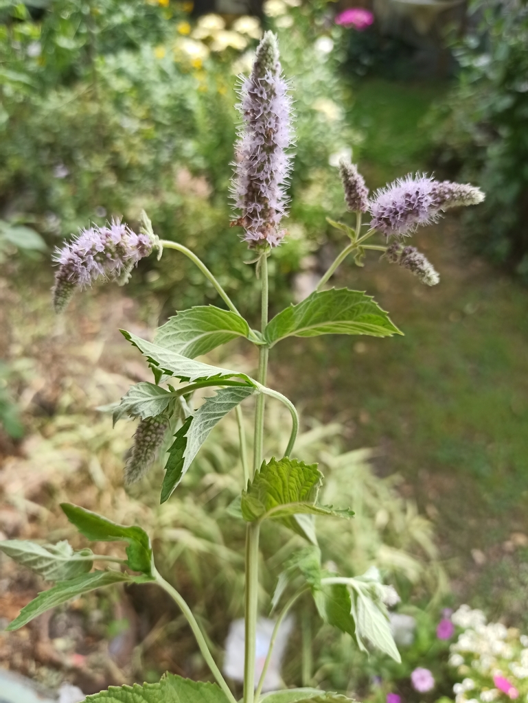 Horse Mint from Свердловская обл., Россия, 624015 on August 2, 2020 at ...