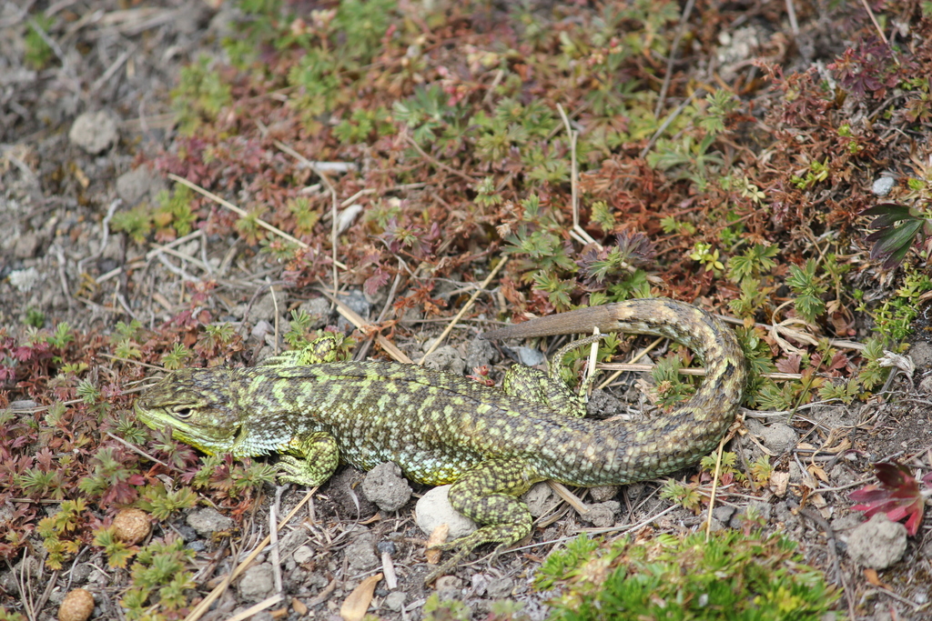 Stenocercus cadlei from Rumiñawi, Ecuador on August 5, 2015 at 06:21 PM ...