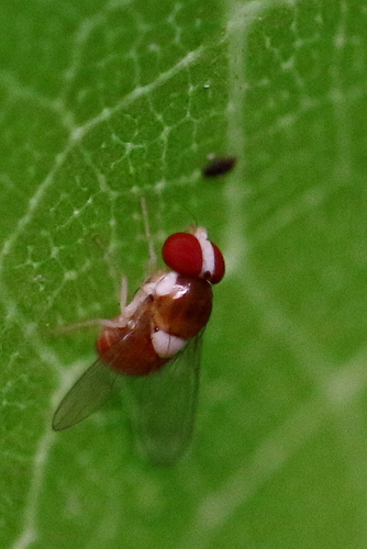 Acletoxenus indicus · iNaturalist