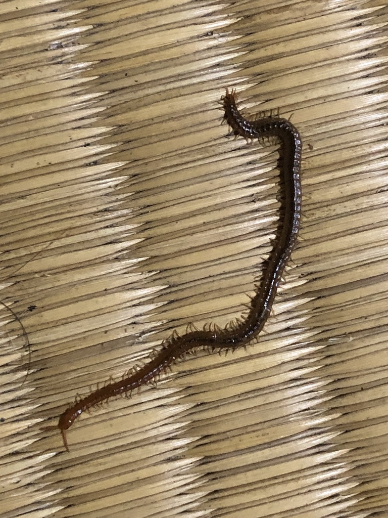 Orphnaeus brevilabiatus from 辺戸, 国頭郡国頭村, 沖縄県, JP on August 2, 2020 at ...