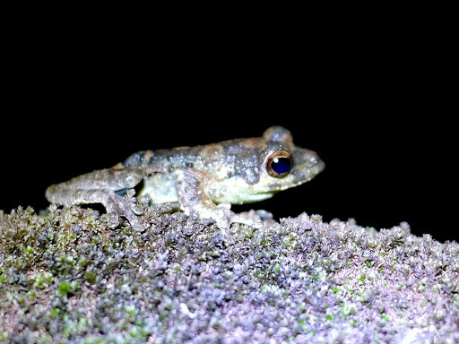 Chiromantis rufescens (Günther, 1869)