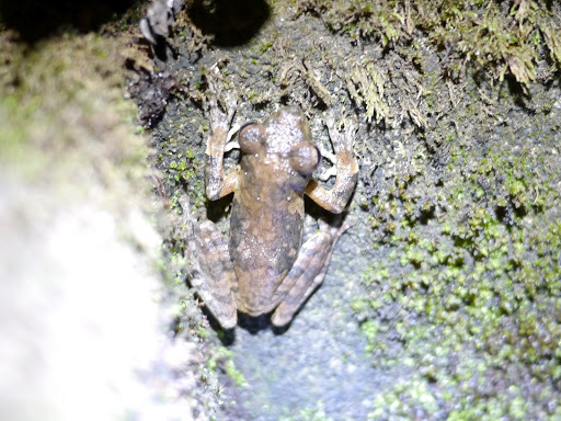 Chiromantis rufescens (Günther, 1869)