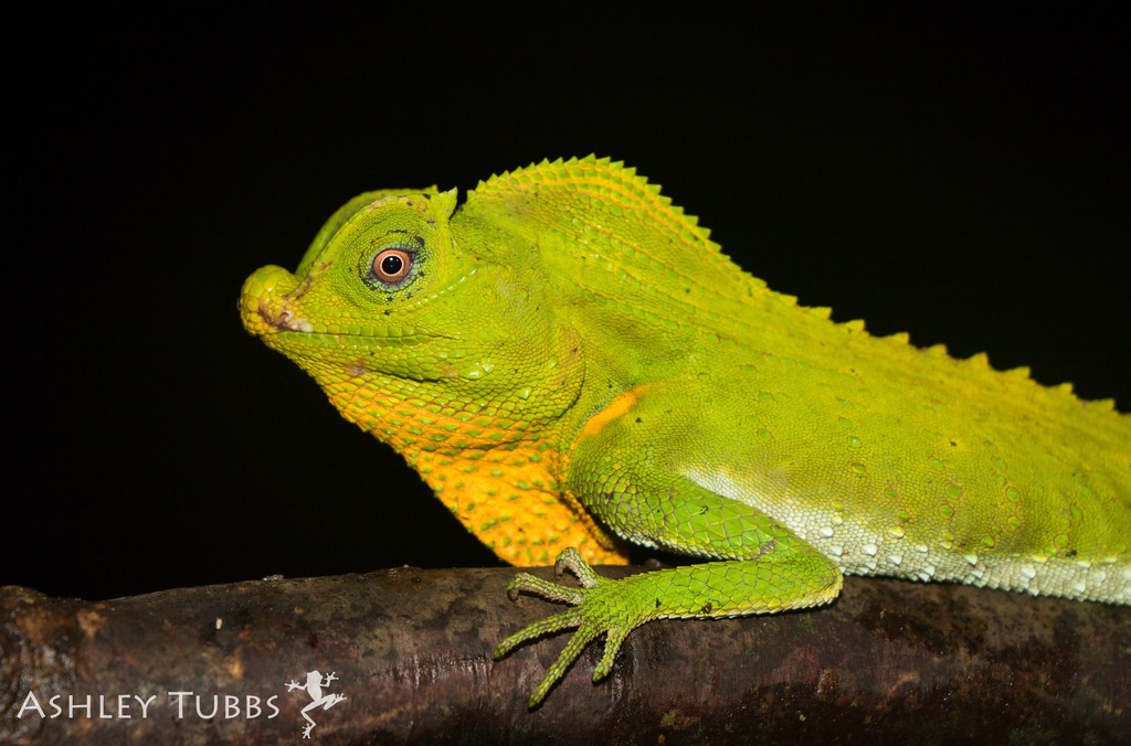Hump Snout Lizard (Reptiles of Sri Lanka) · iNaturalist